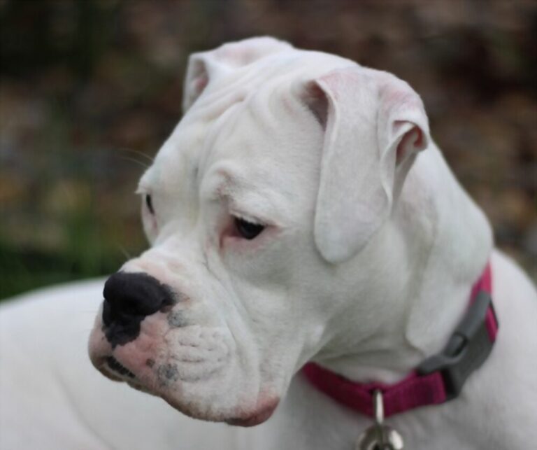 White Boxer Dog - Easy to Care For